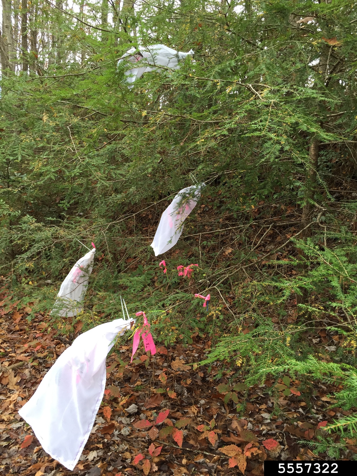 hemlock woolly adelgid (Adelges tsugae Annand, 1924)