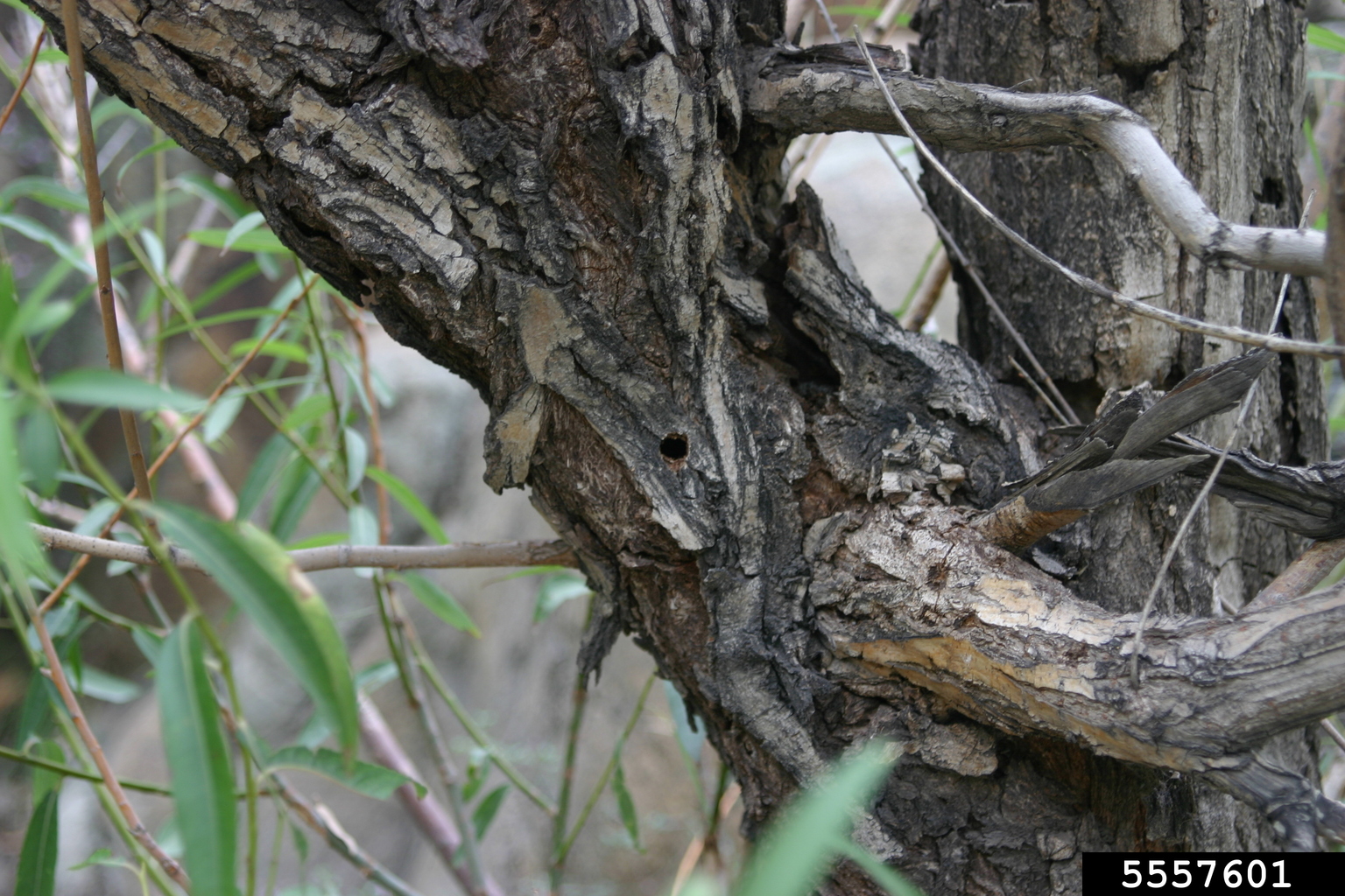 Asian longhorned beetle (Anoplophora glabripennis (Motschulsky, 1853))
