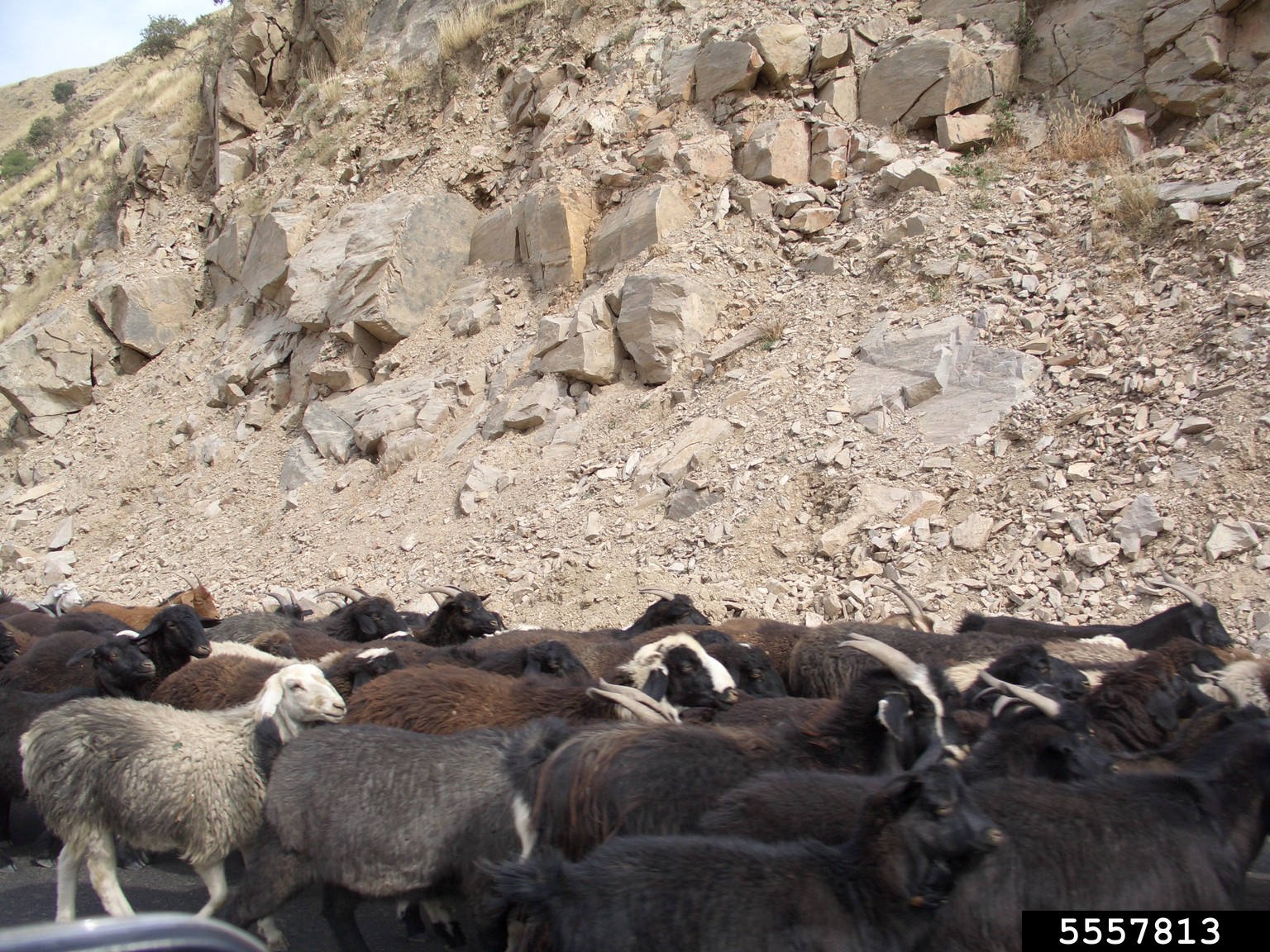 goat (domestic) (Capra hircus (domestic type) Linnaeus)