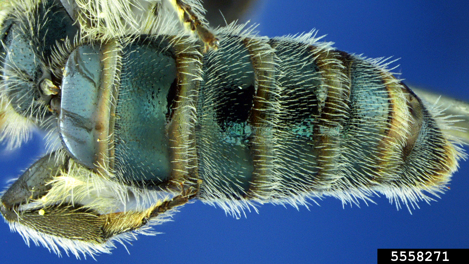 short-faced bees (Genus Dufourea)
