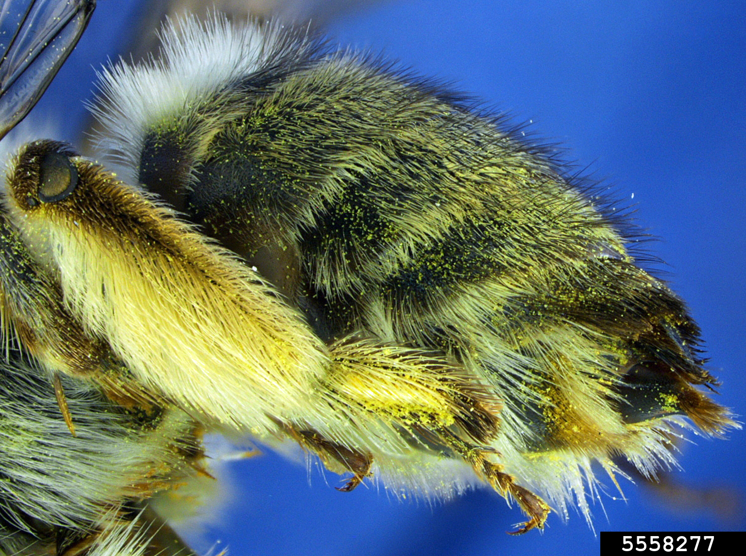gray digger Bee (Habropoda depressa)