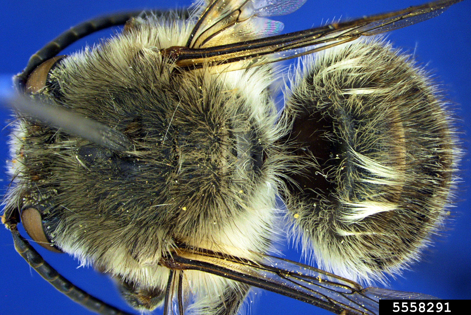 gray digger Bee (Habropoda depressa Fowler, 1899)