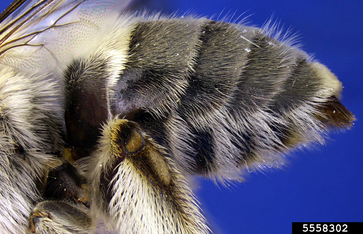 silver bee (Habropoda miserabilis (Cresson, 1878))