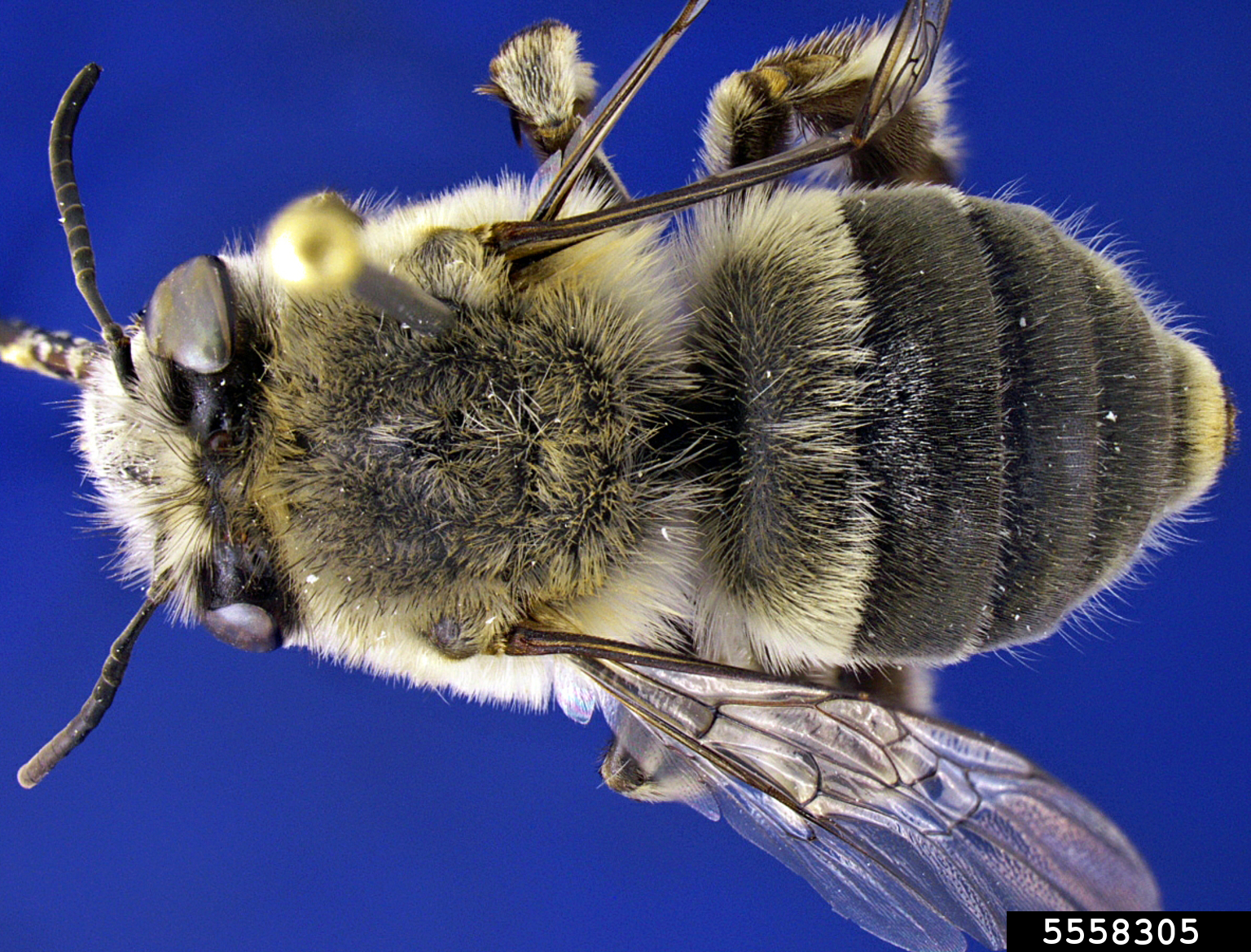silver bee (Habropoda miserabilis (Cresson, 1878))