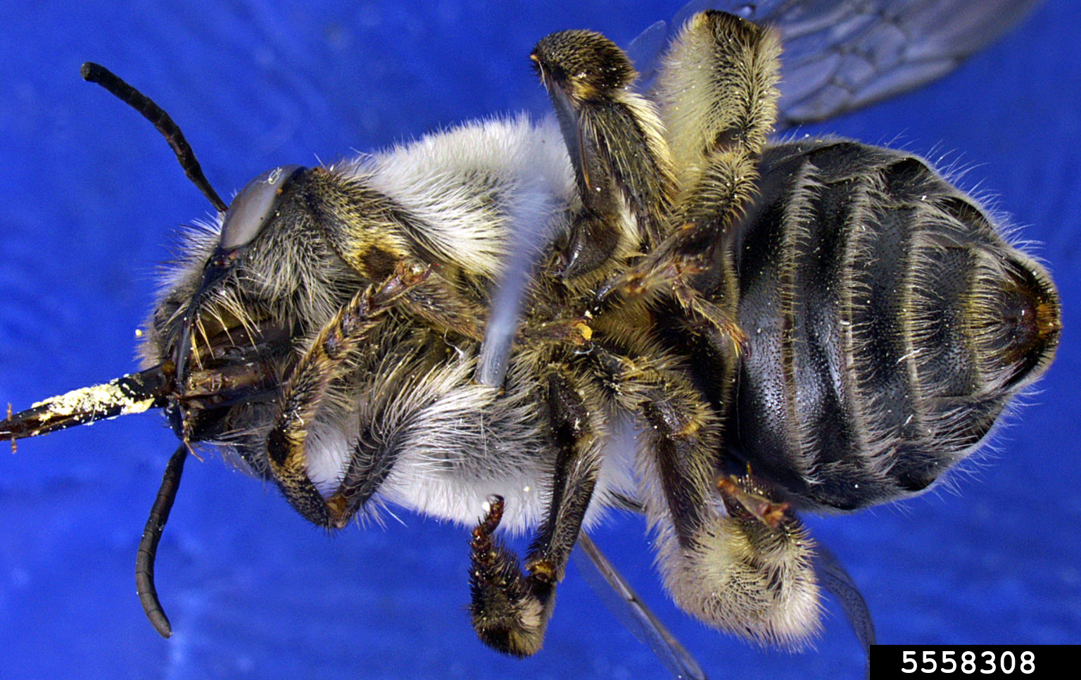 silver bee (Habropoda miserabilis (Cresson, 1878))
