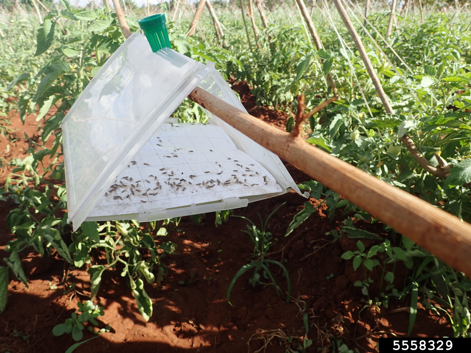 tomato leafminer (Tuta absoluta)