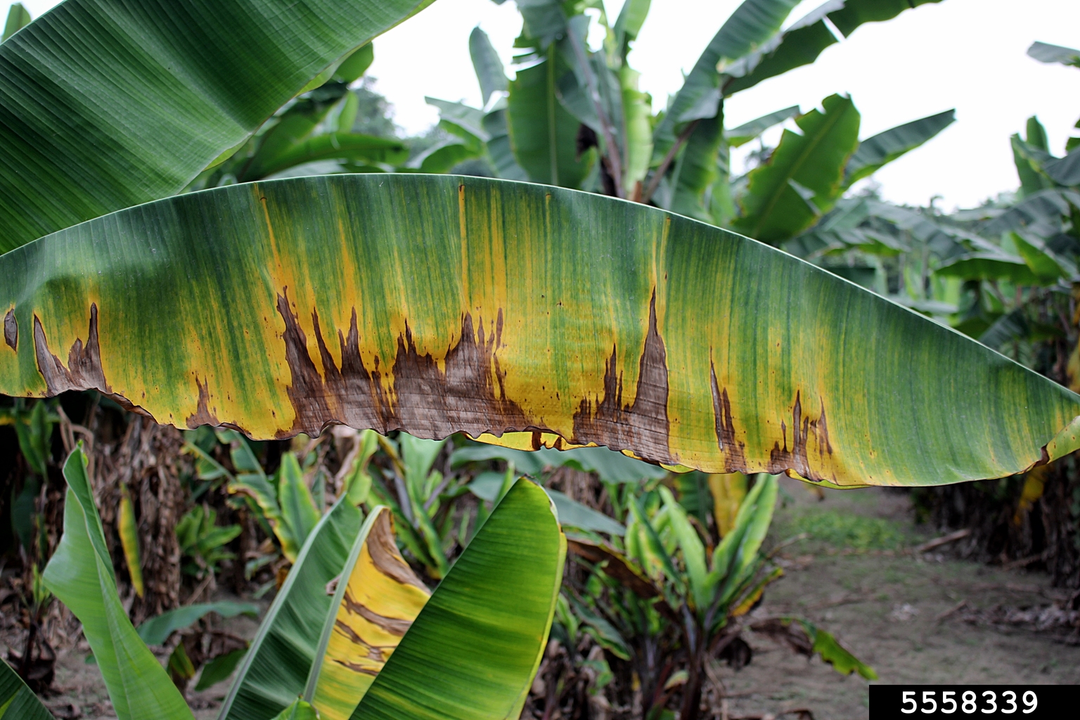 bananas (Genus Musa)