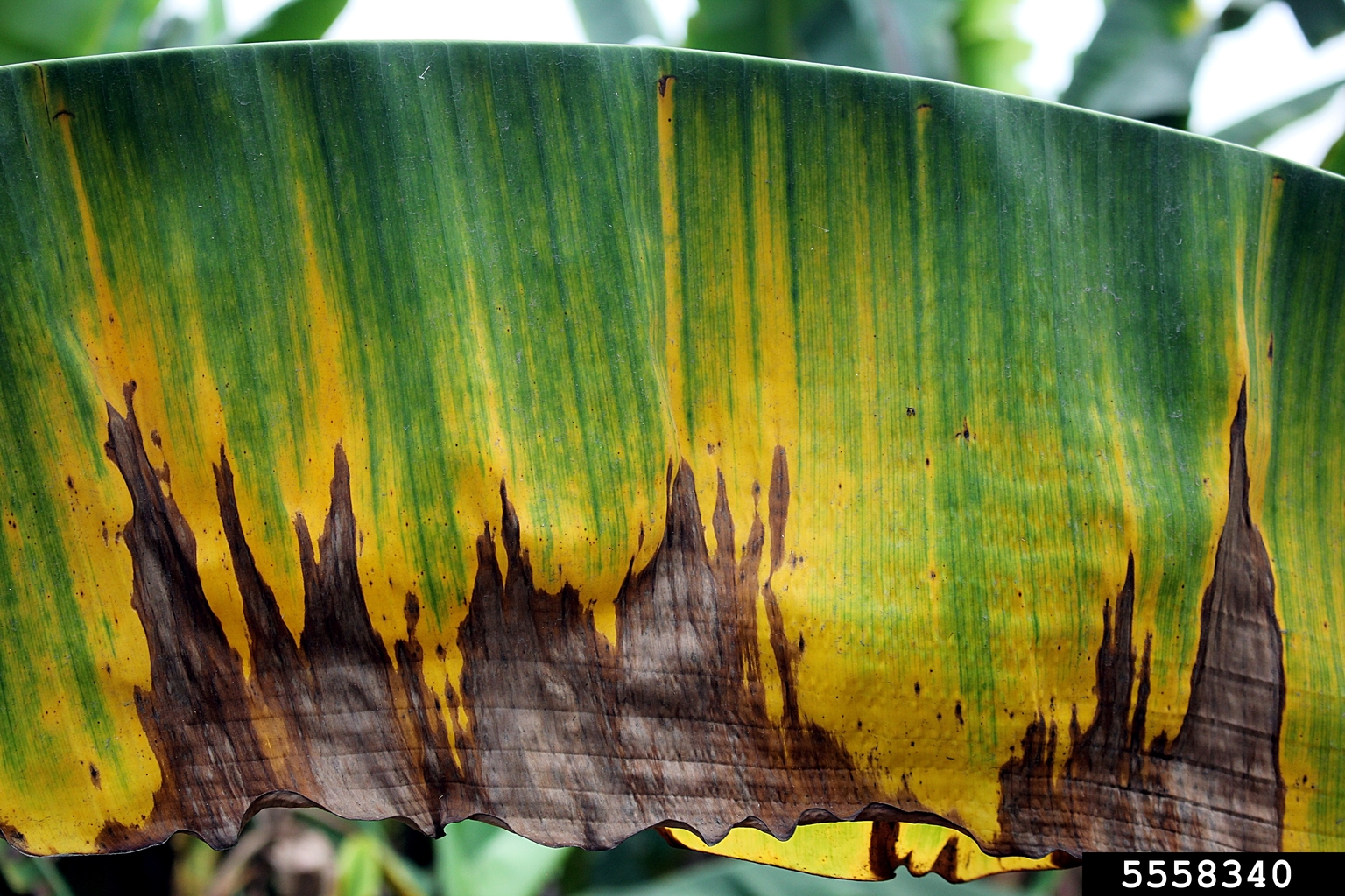 bananas (Genus Musa L.)