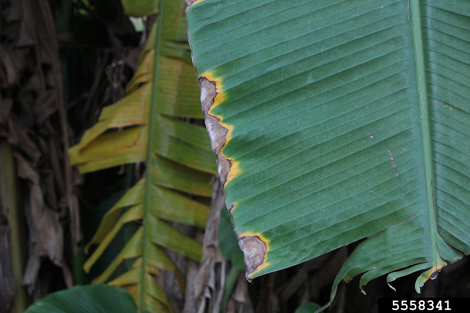 bananas (Genus Musa)