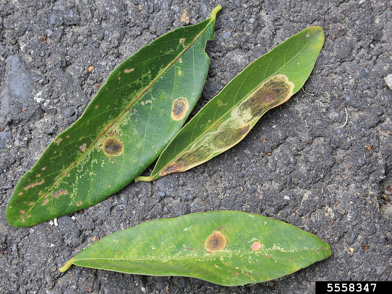 anthracnose, Colletotrichum orbiculare (Incertae sedis: Glomerellaceae ...