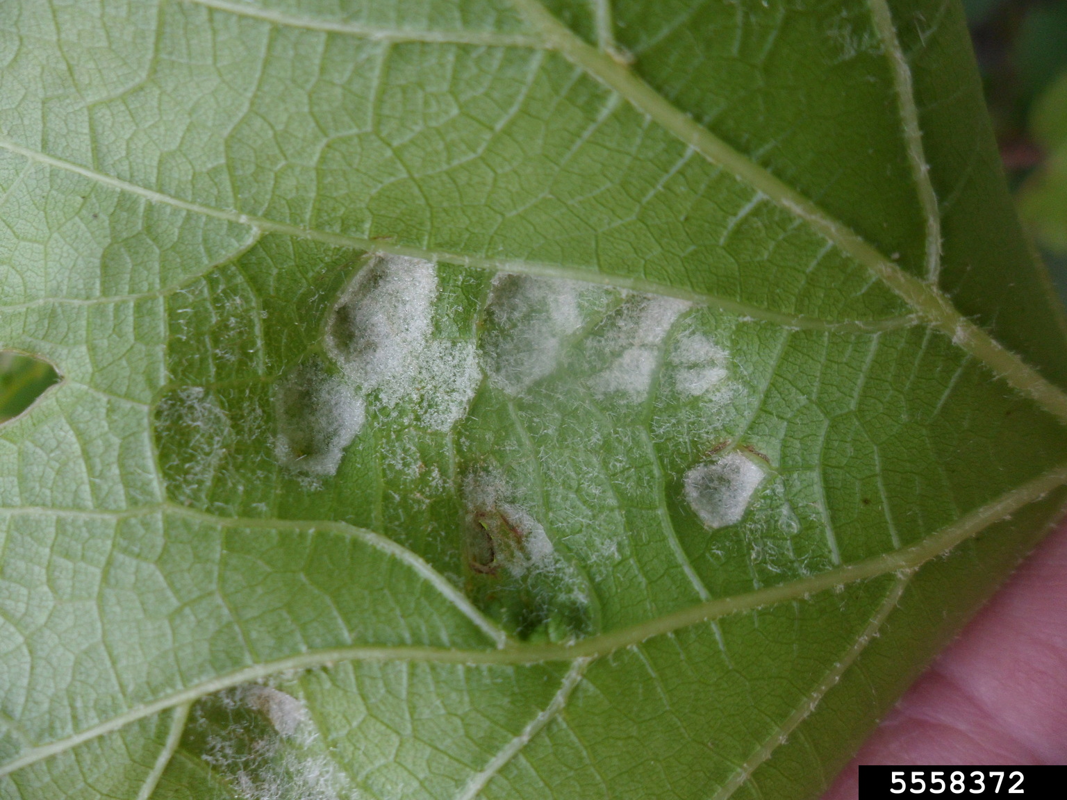 grape gall mite (Eriophyes vitis)
