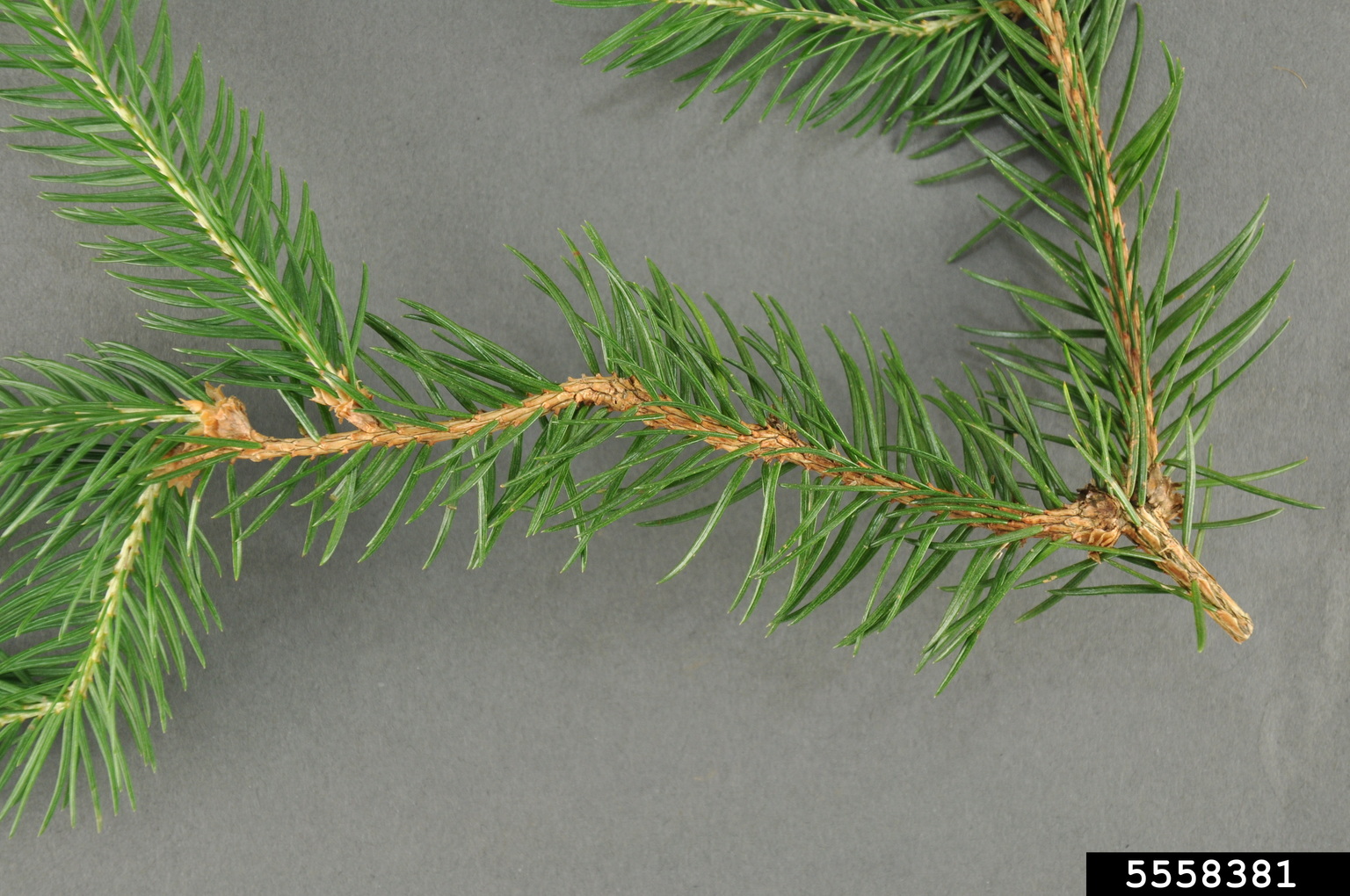 Norway spruce shoot gall midge (Piceacecis abietiperda (Henschel, 1880))