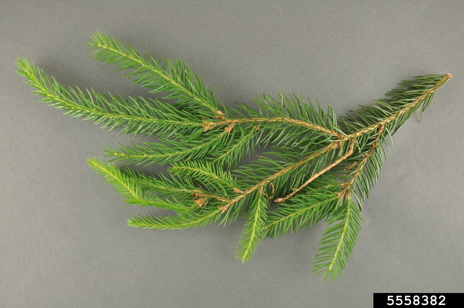 Norway spruce shoot gall midge (Piceacecis abietiperda)