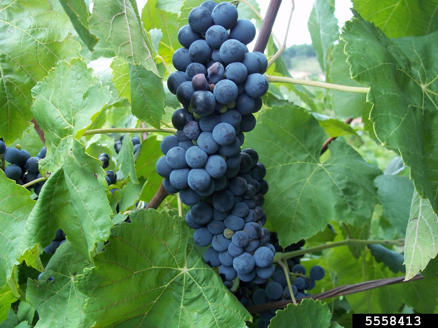 grape (Genus Vitis L.)