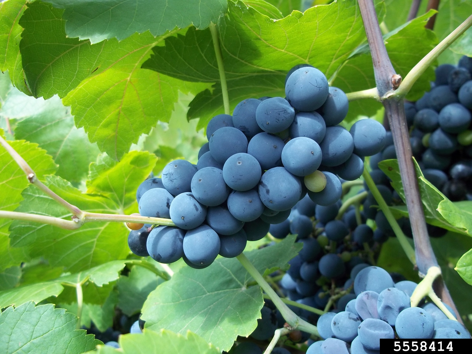 grape (Genus Vitis L.)
