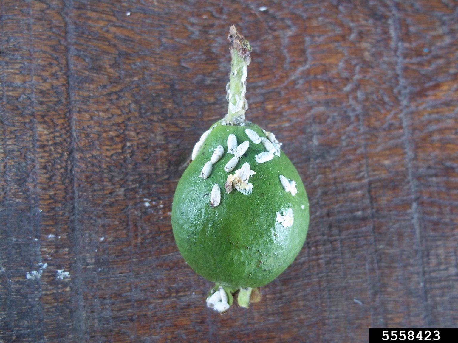 cochineal scales (Family Dactylopiidae)