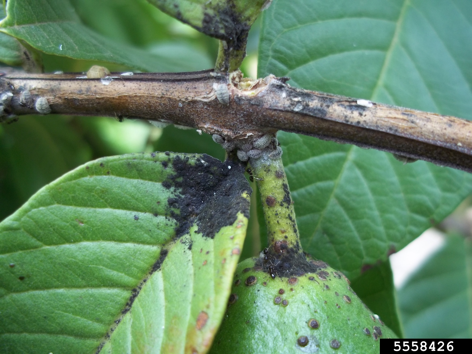 cochineal scales on guava (Psidium guajava ) - 5558426