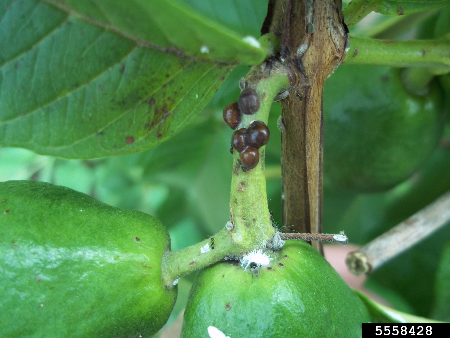 cochineal scales (Family Dactylopiidae)