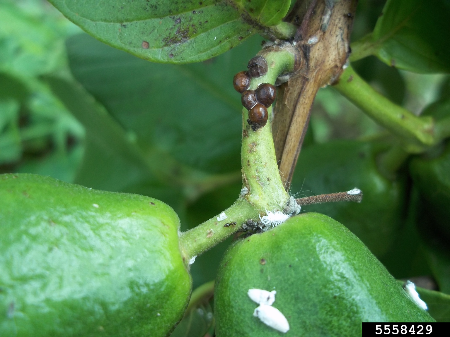 cochineal scales (Family Dactylopiidae)