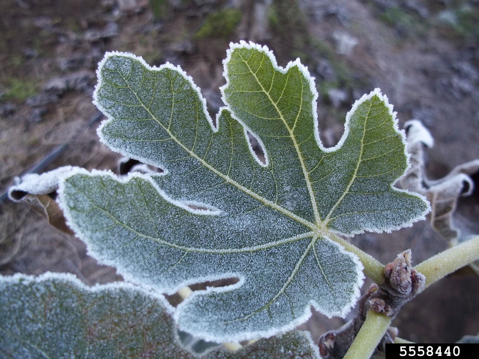 frost and winter injury (general)