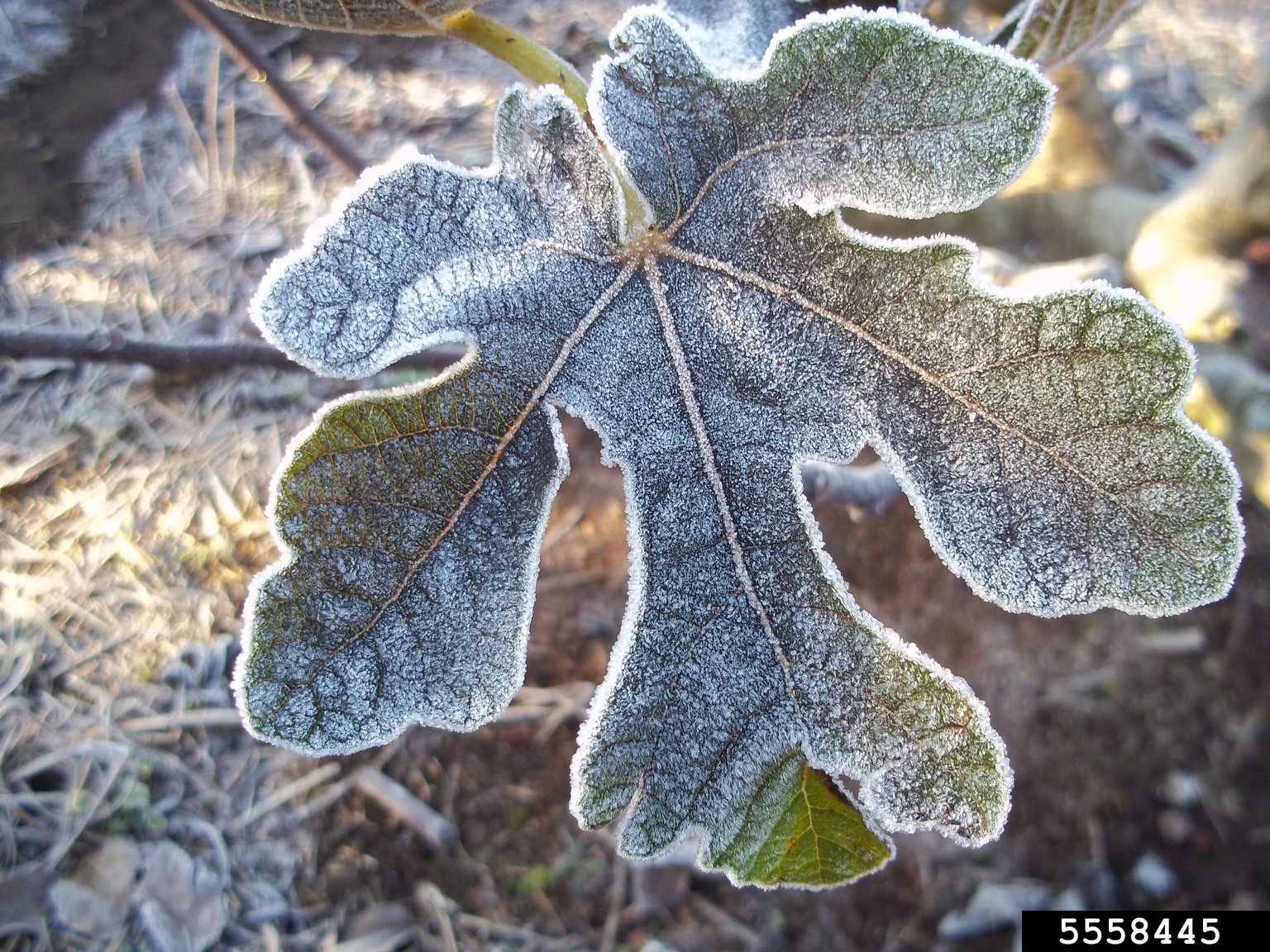 frost and winter injury (general)
