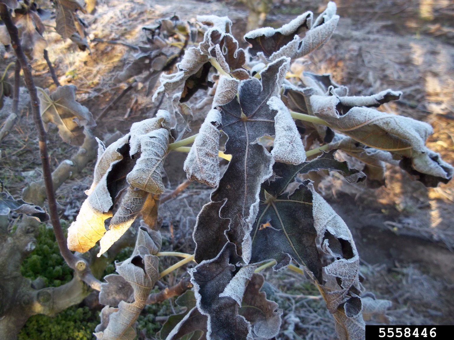 frost and winter injury (general)