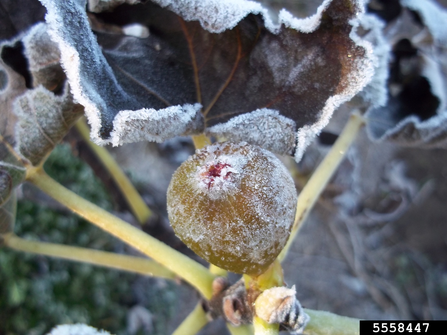 frost and winter injury (general)