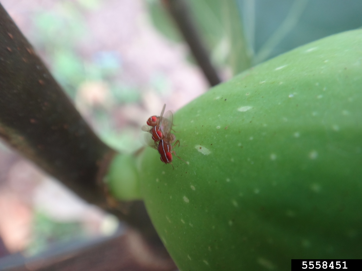 fig fruit fly (Zaprionus indianus)