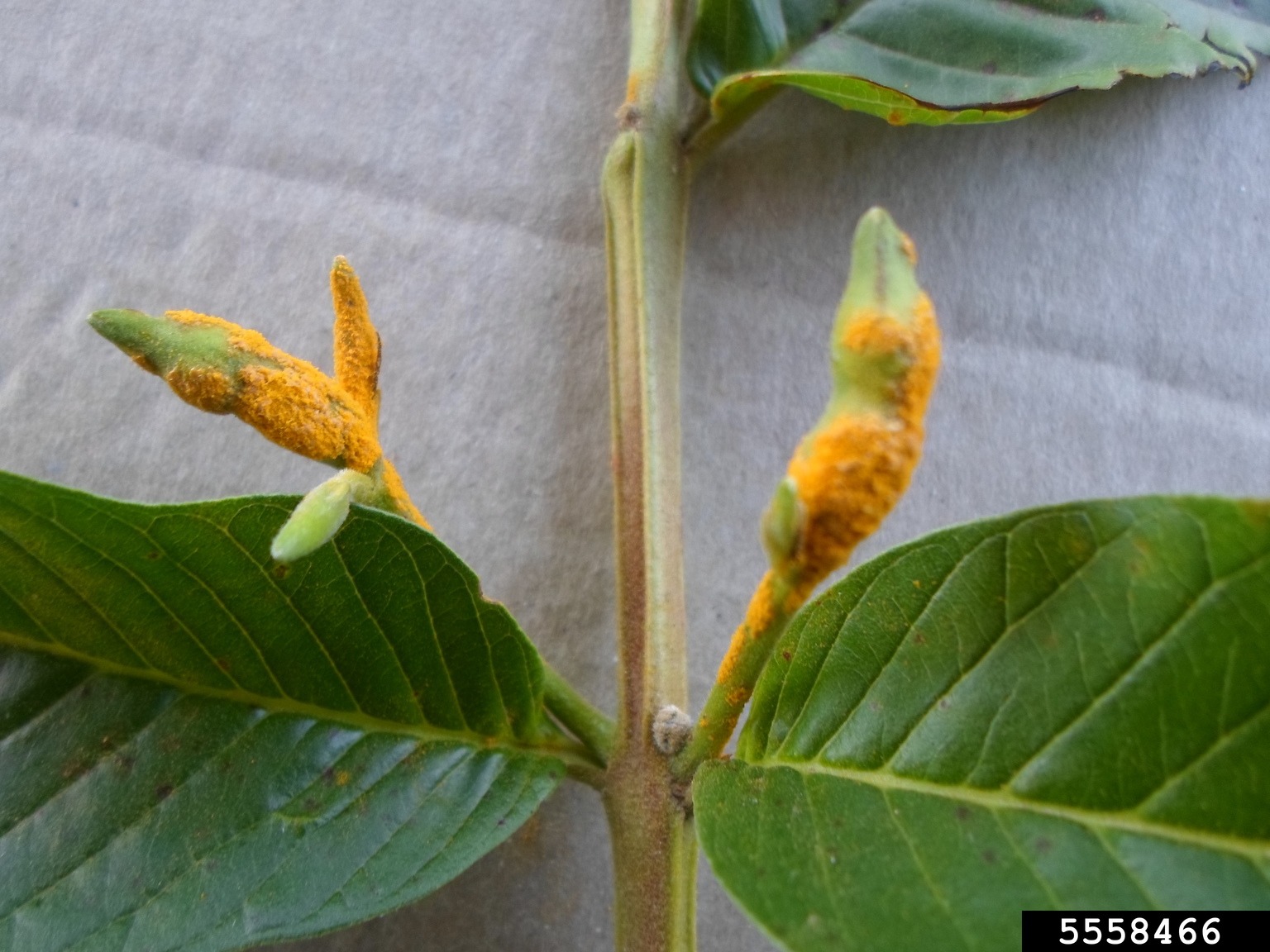 myrtle rust (Austropuccinia psidii)
