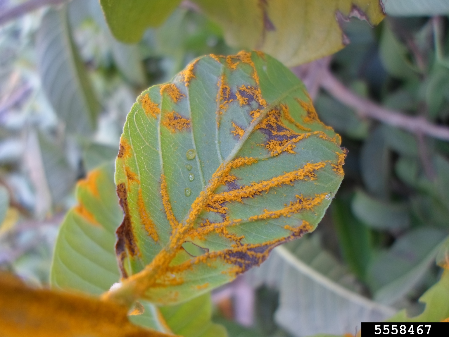 myrtle rust (Austropuccinia psidii)