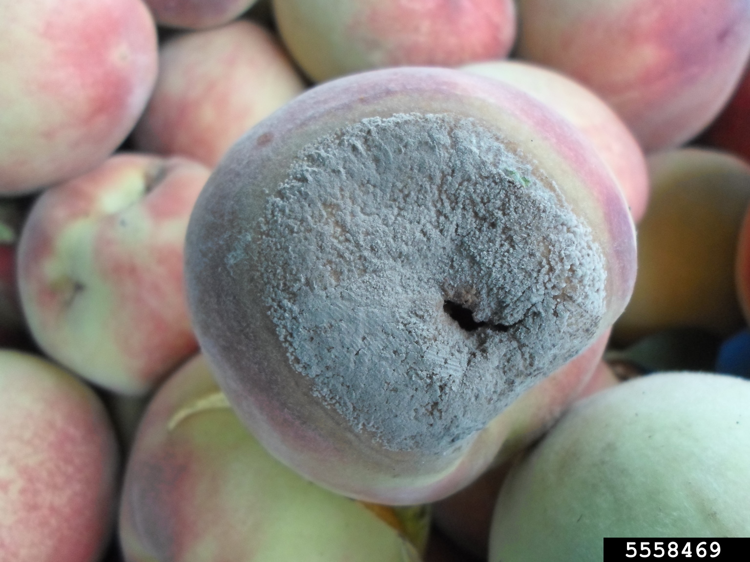 brown rot (Monilinia fructicola (G. Wint.) Honey)