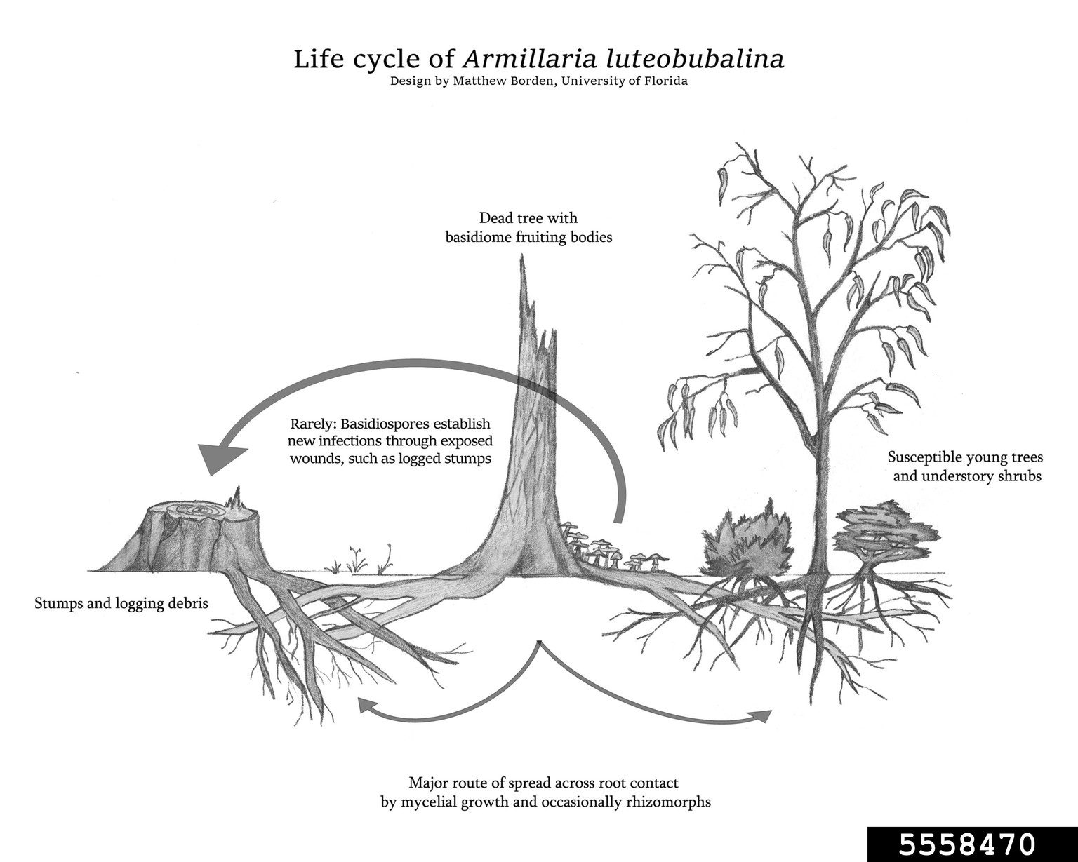 Armillaria root rot (Armillaria luteobubalina)