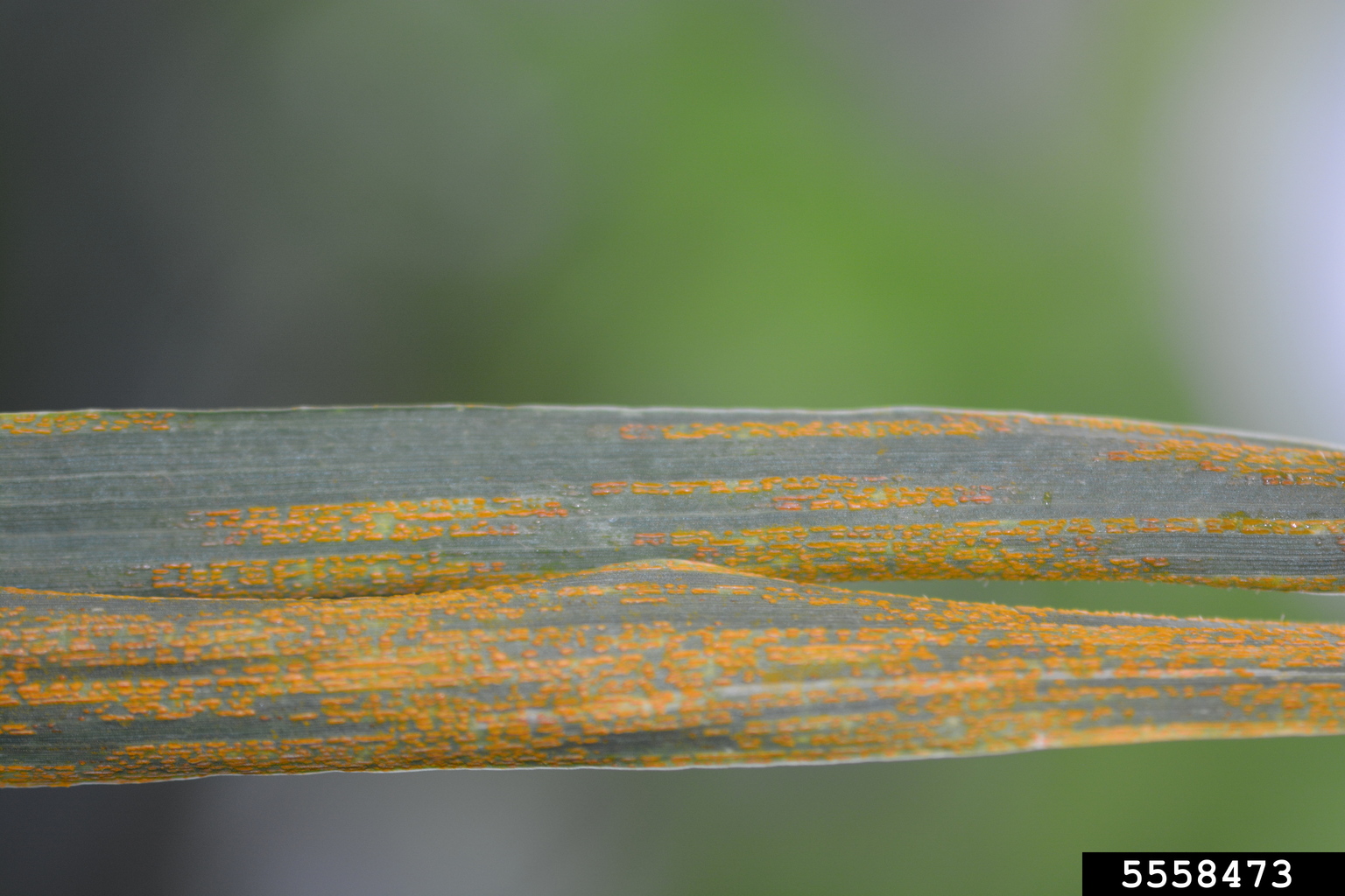 stripe rust (Puccinia striiformis Westend.)