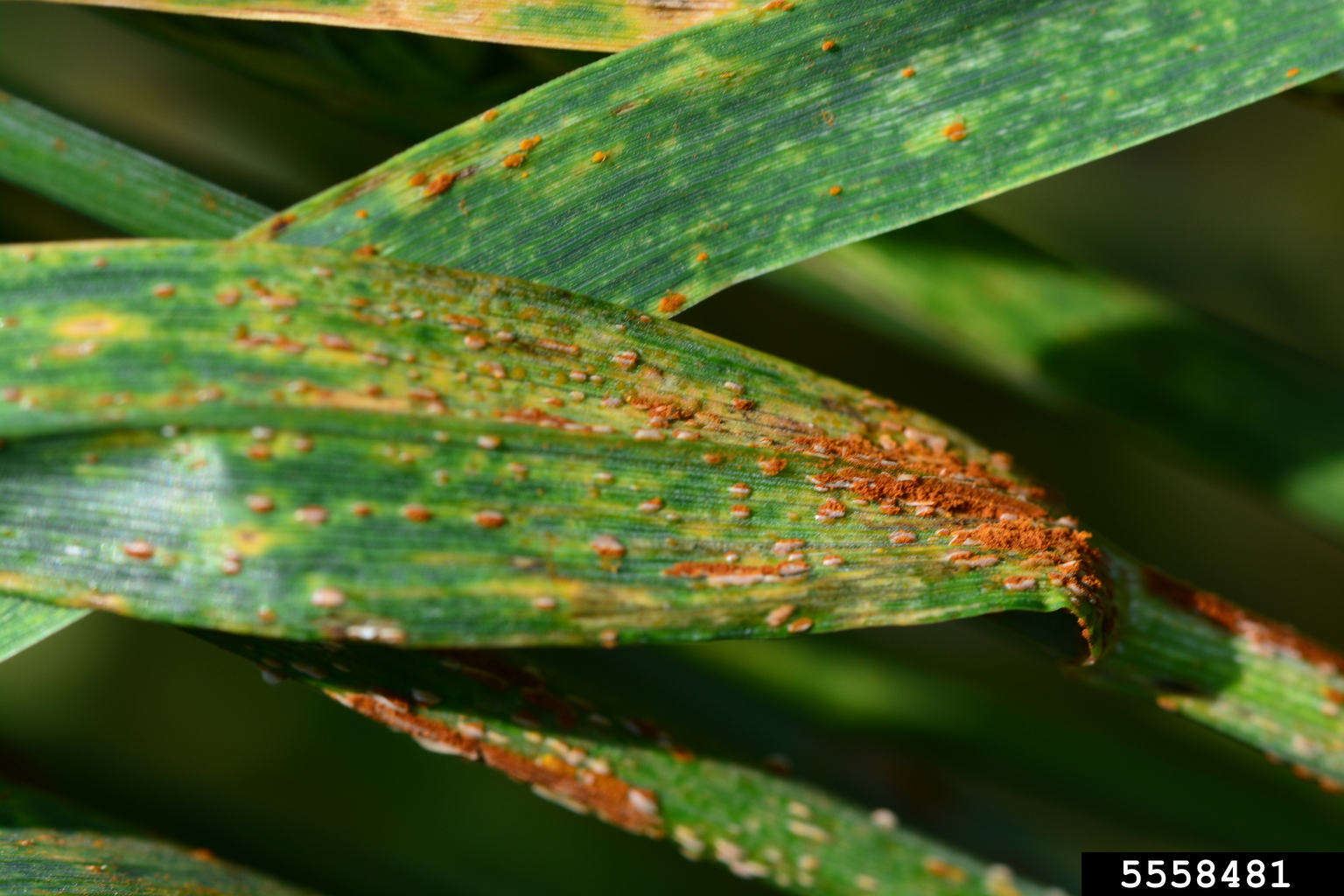wheat stem rust (Puccinia graminis Pers.)