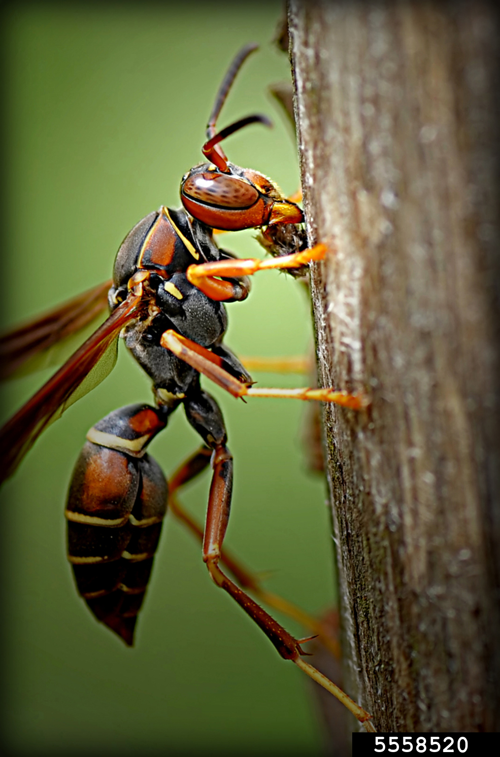 paper wasp (Polistes fuscatus)