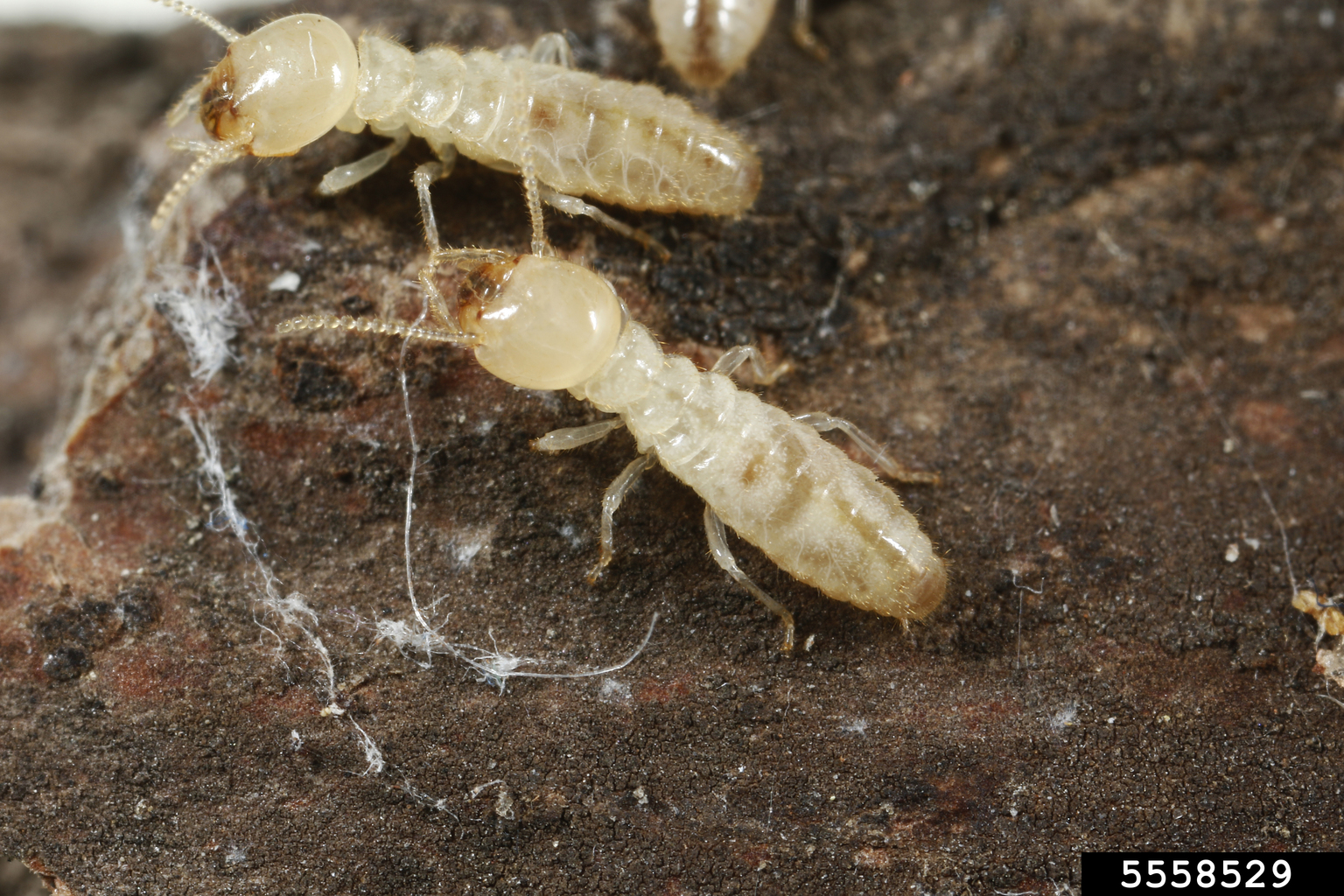 eastern subterranean termite (Reticulitermes flavipes (Kollar))