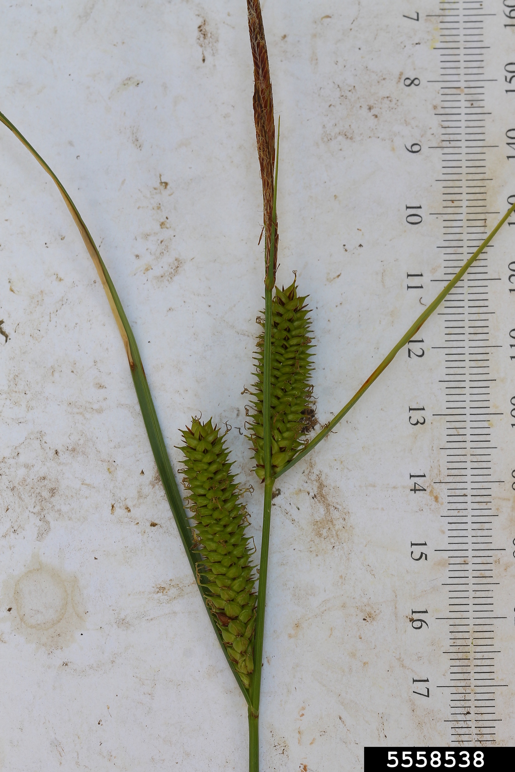 beaked sedge (Carex rostrata)