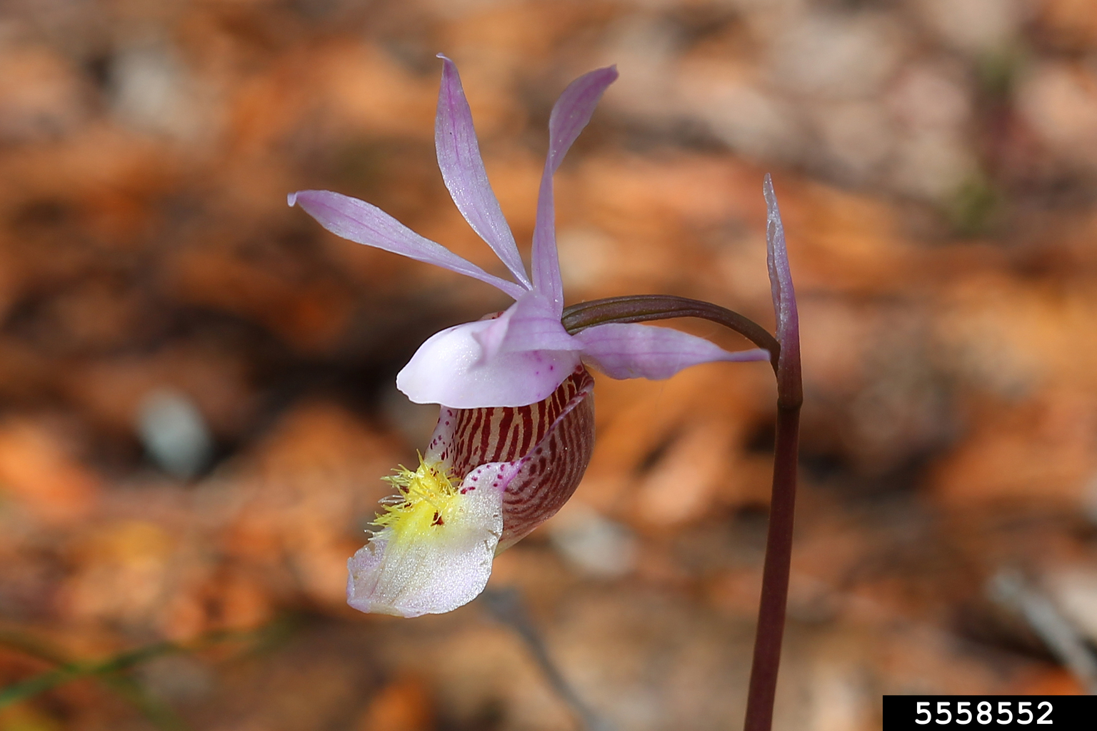 fairy slipper (Calypso bulbosa (L.) Oakes)