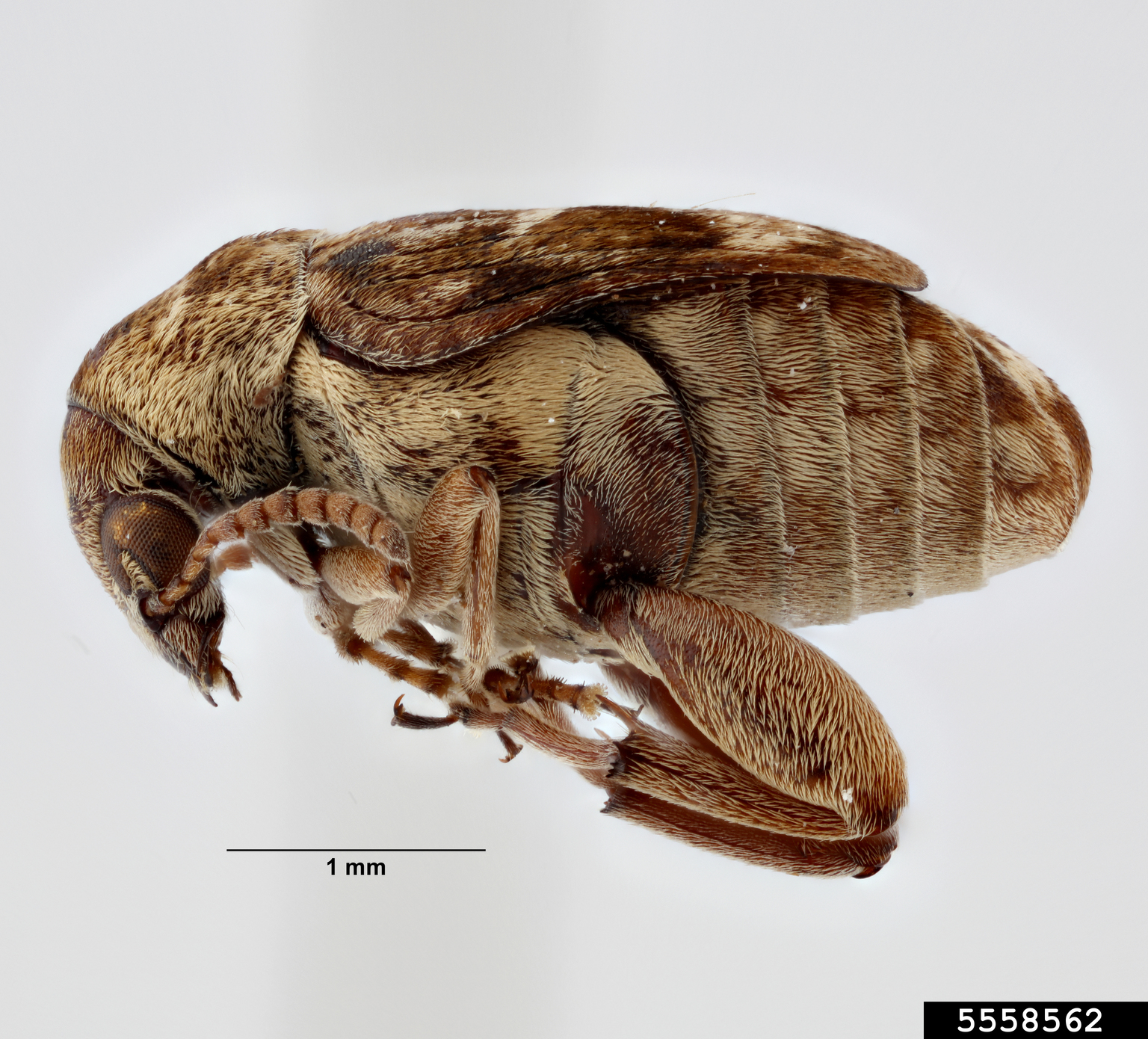 bean weevil (Algarobius atratus Kingsolver)