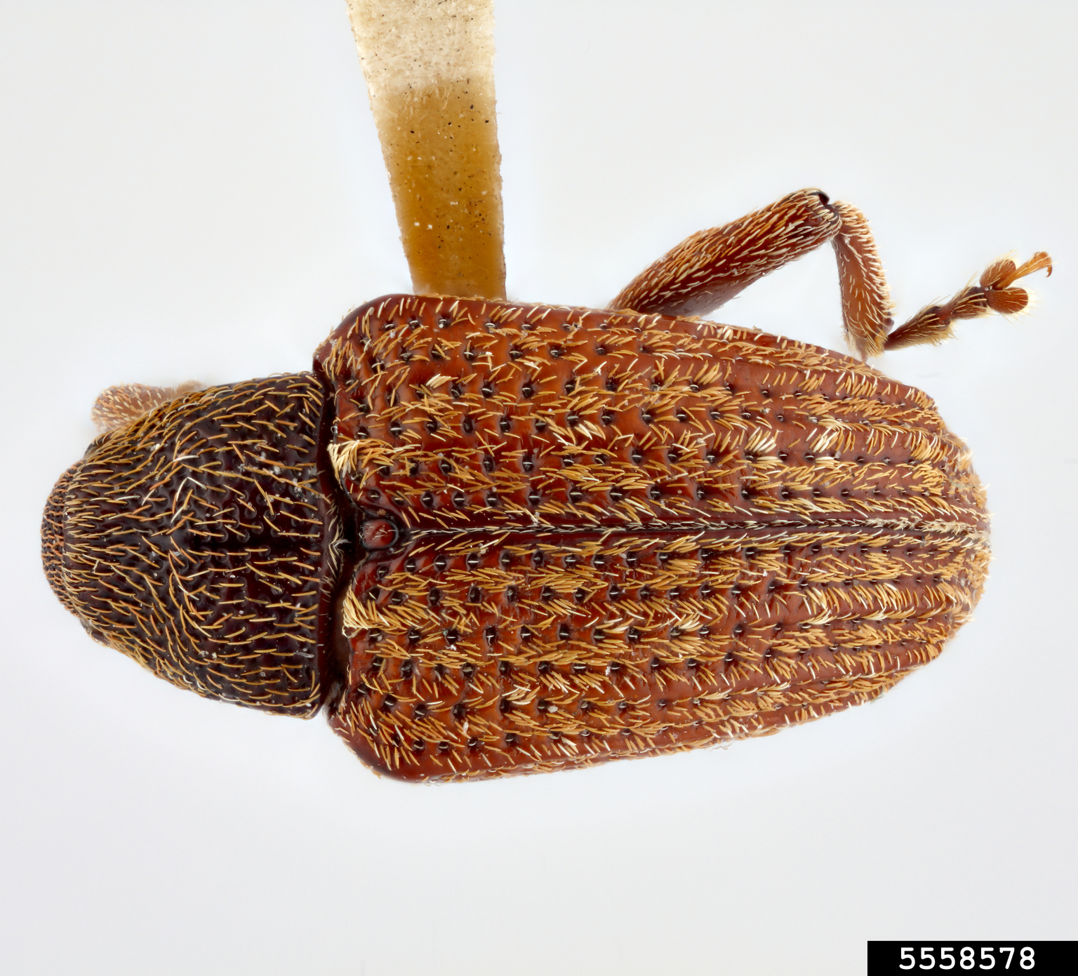 small avocado seed weevil (Conotrachelus aguacatae Barber, 1924)