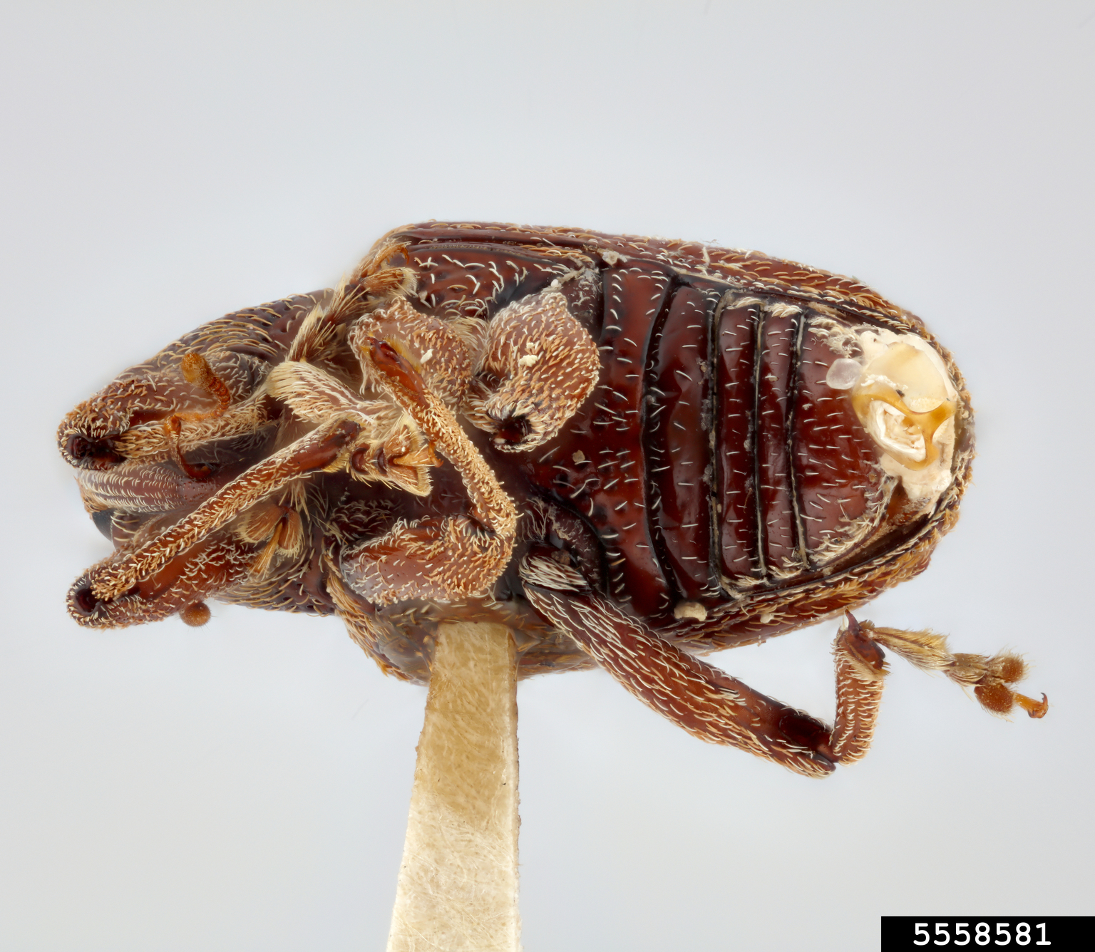 small avocado seed weevil (Conotrachelus aguacatae)