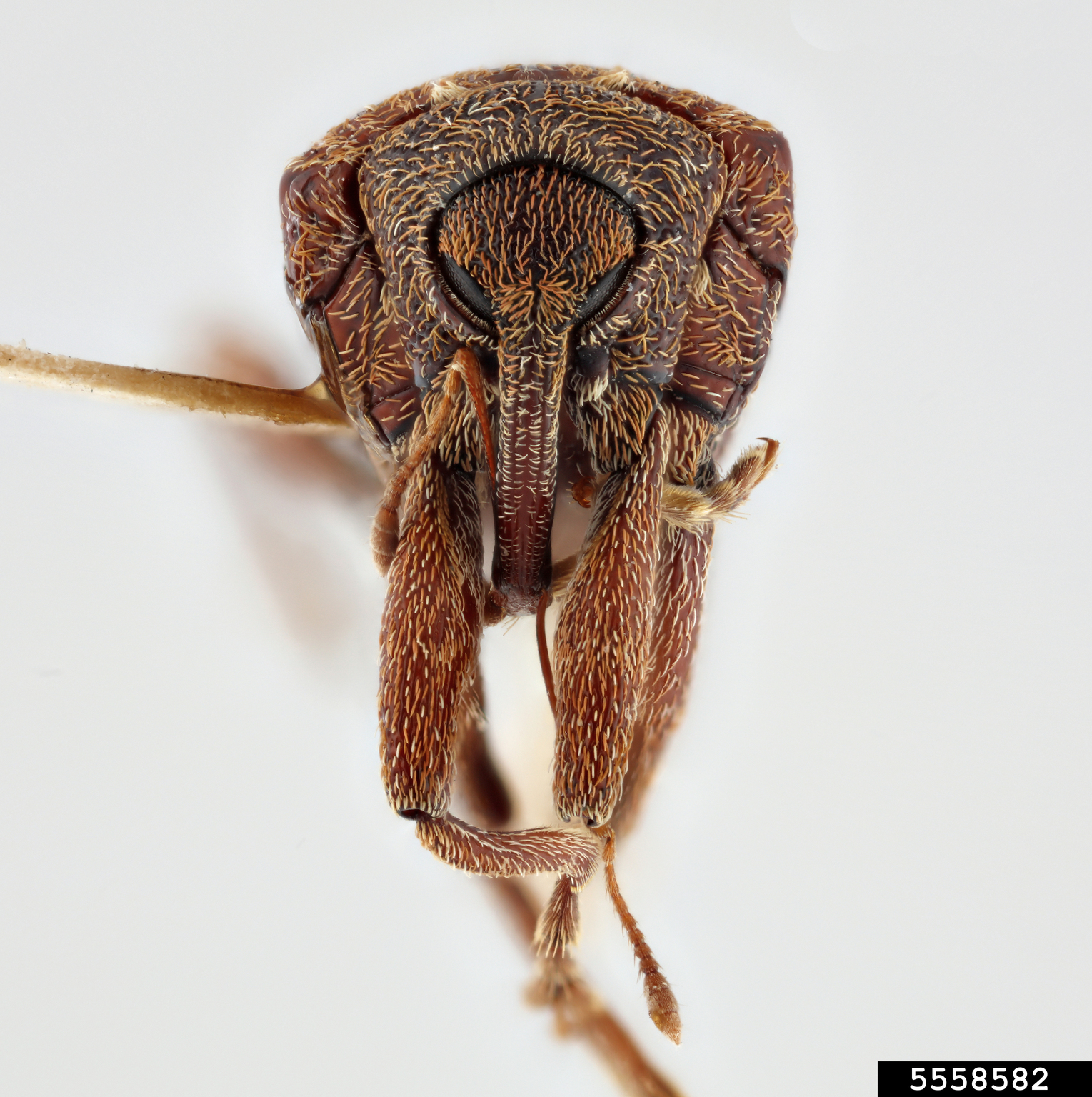 small avocado seed weevil (Conotrachelus aguacatae)