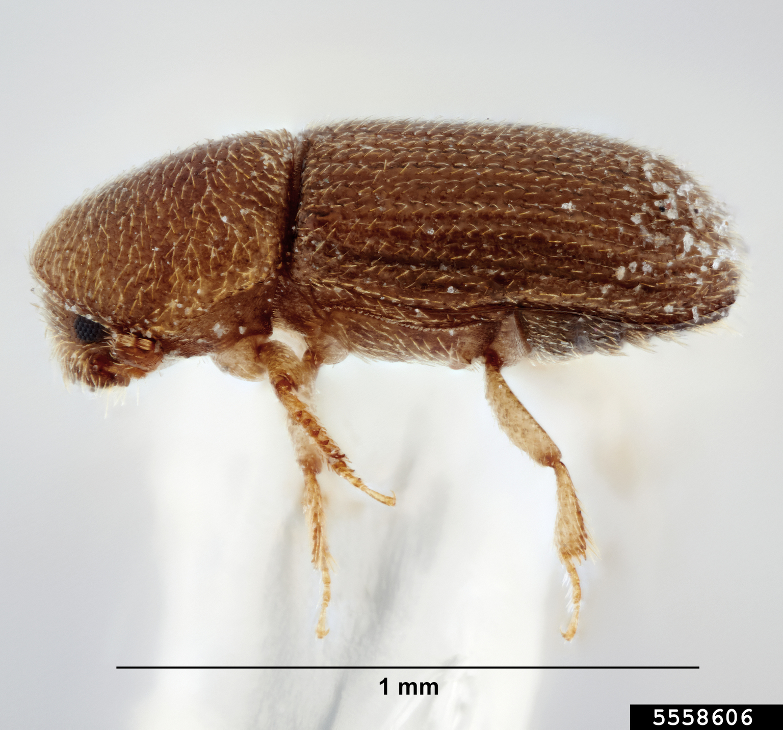bark beetle (Crypturgus mediterraneus Eichhoff, 1869)