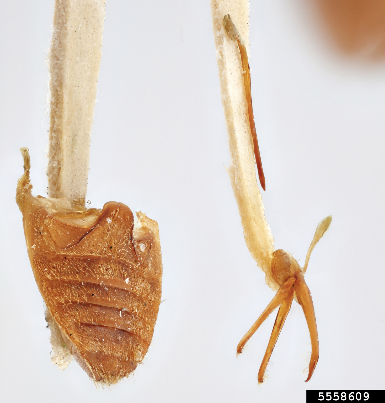 beetle (Epilachna philippinensis ssp. remota)