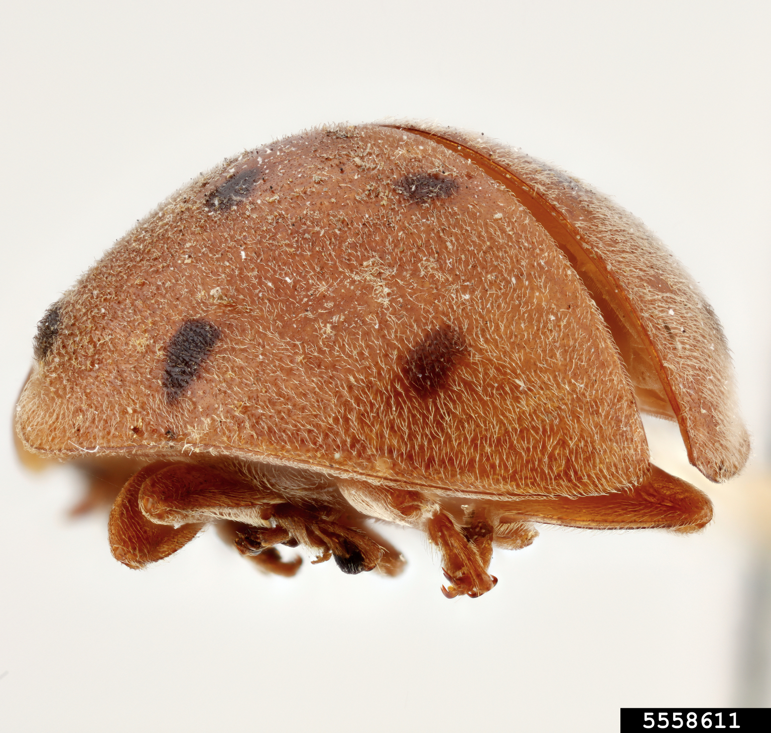 beetle (Epilachna philippinensis ssp. remota Dieke)