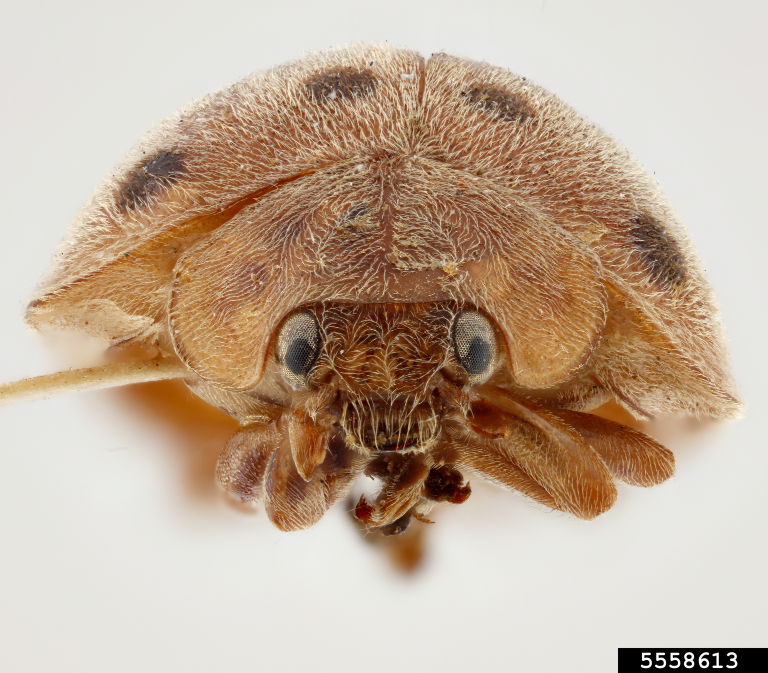 beetle (Epilachna philippinensis ssp. remota)