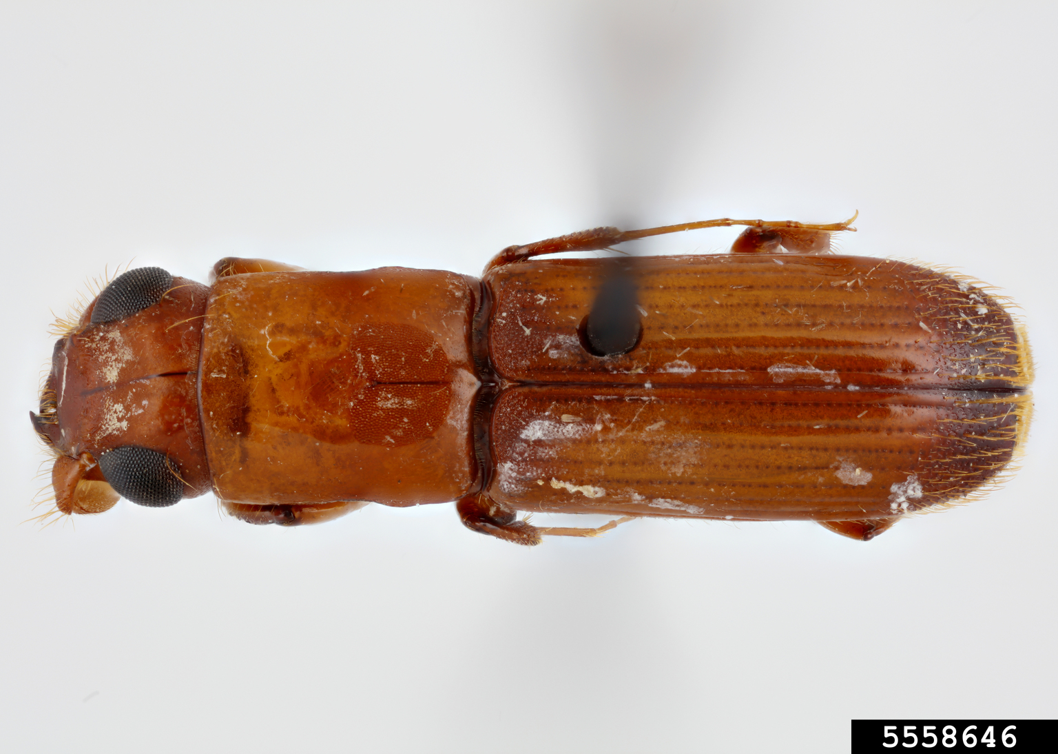 pinhole borer (Platypus lucasi)