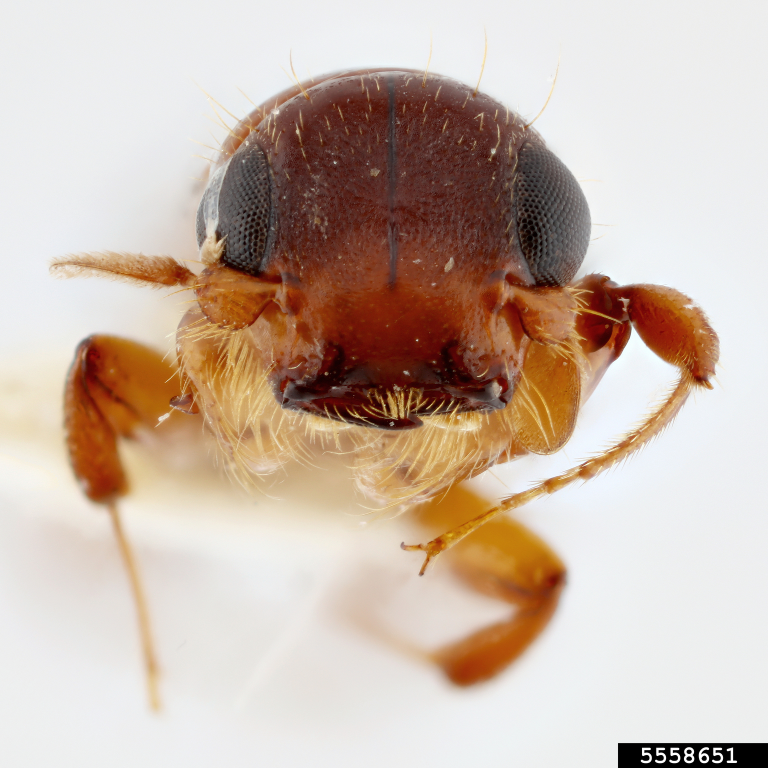 pinhole borer (Platypus lucasi)