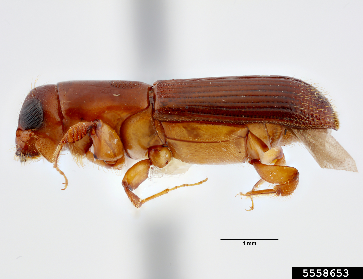 pinhole borer (Platypus lucasi Chapuis)