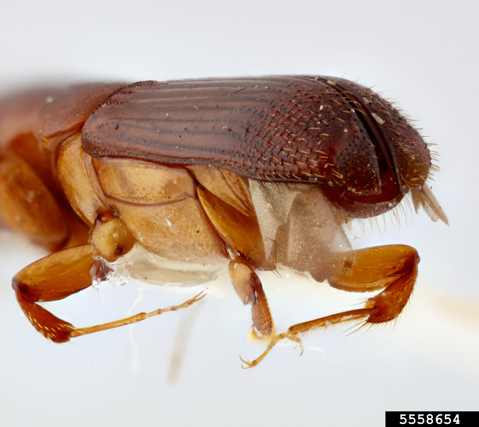 pinhole borer (Platypus lucasi)